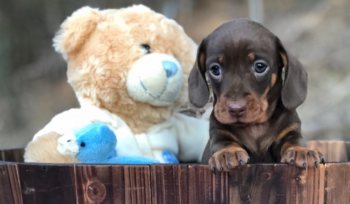 What is “Double Dapple?” | Hillhaven Dachshund